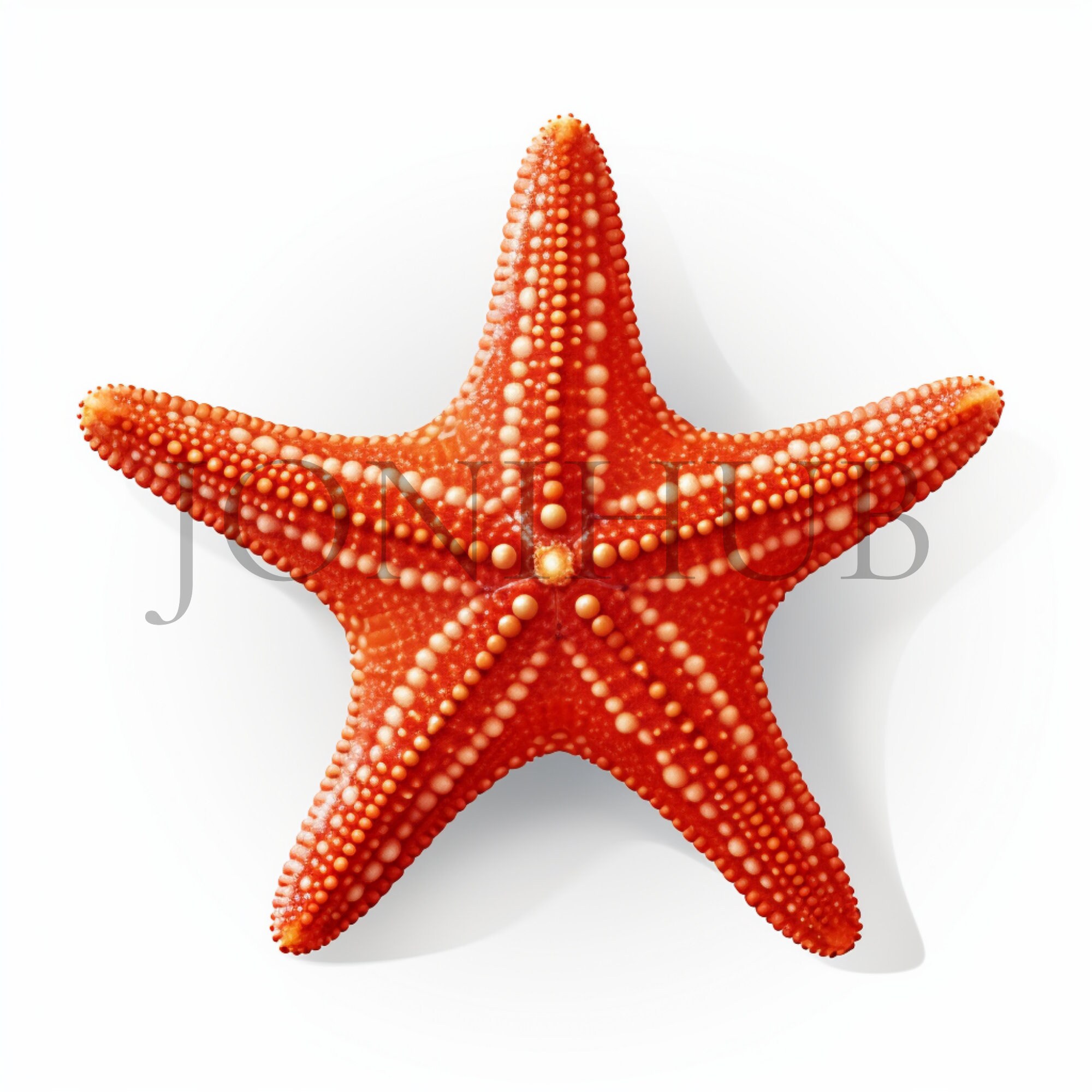 Starfish Clipart | 10 High Quality Jpg's | Digital Download | Printable ...