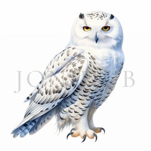 Snowy Owl Clipart | 10 High Quality Jpgs | Instant Digital Download ...