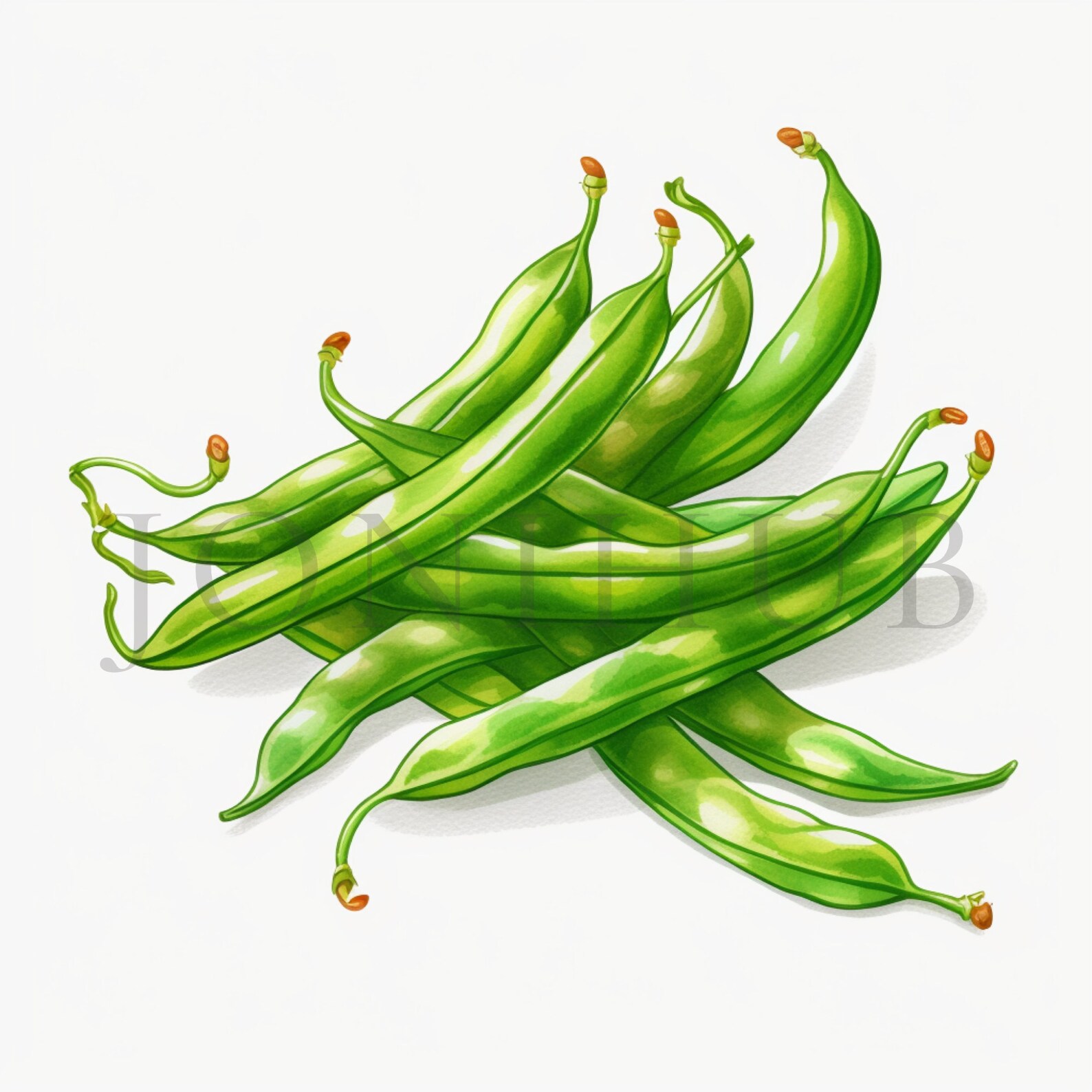 Watercolor Green Beans Clipart | 10 High Quality Jpgs | Instant Digital ...