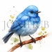 Watercolor Blue Bird Clipart | 10 High Quality Jpg's | Digital Download ...