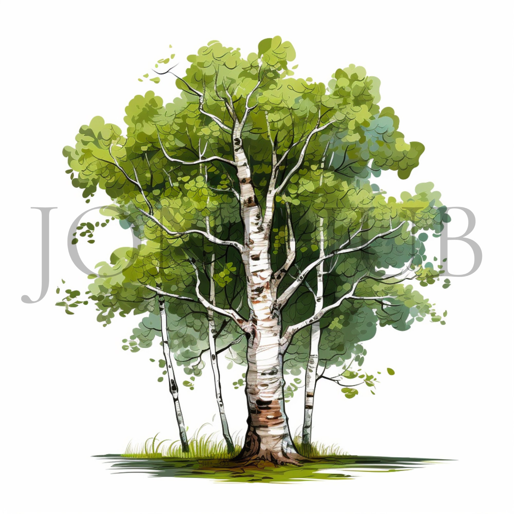 Forest Birch Trees Clipart 10 High Quality Jpg's Digital Download ...