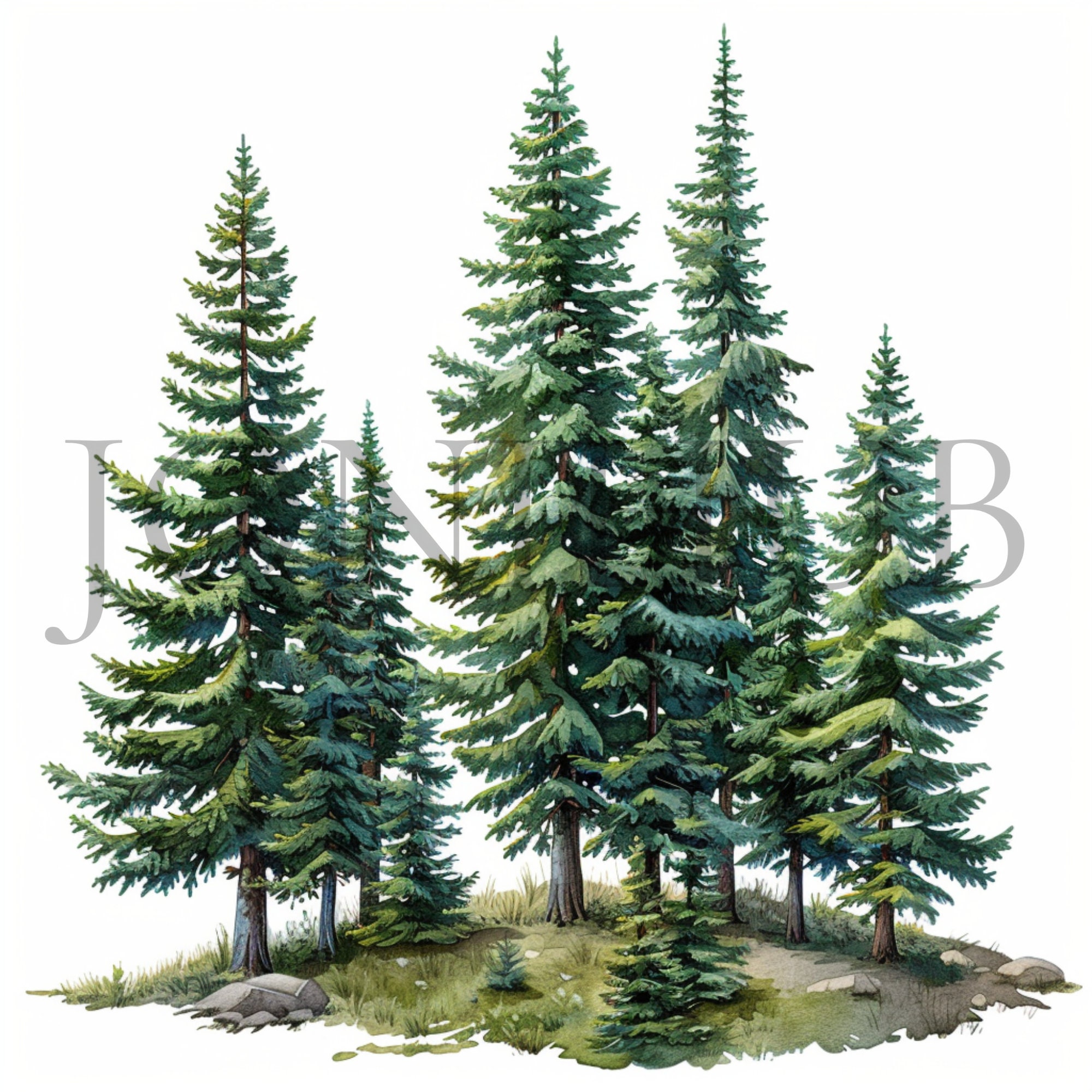 Fir Trees Clipart 10 High Quality Jpg's Digital Download Fir Tree ...
