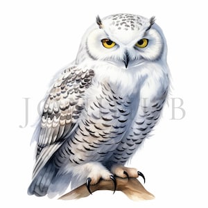 Snowy Owl Clipart | 10 High Quality Jpgs | Instant Digital Download ...