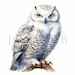 Snowy Owl Clipart | 10 High Quality Jpgs | Instant Digital Download ...