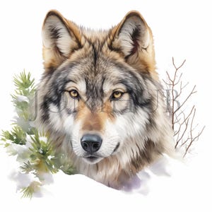 Wolf in Winter Clipart | 10 High Quality Jpgs | Digital Download ...