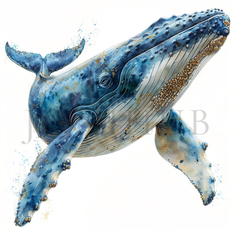 Whale Clipart | 10 High Quality Jpgs | Digital Download | Whale Drawing ...