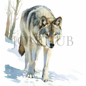Wolf in Winter Clipart 10 High Quality Jpgs Digital Download Winter ...