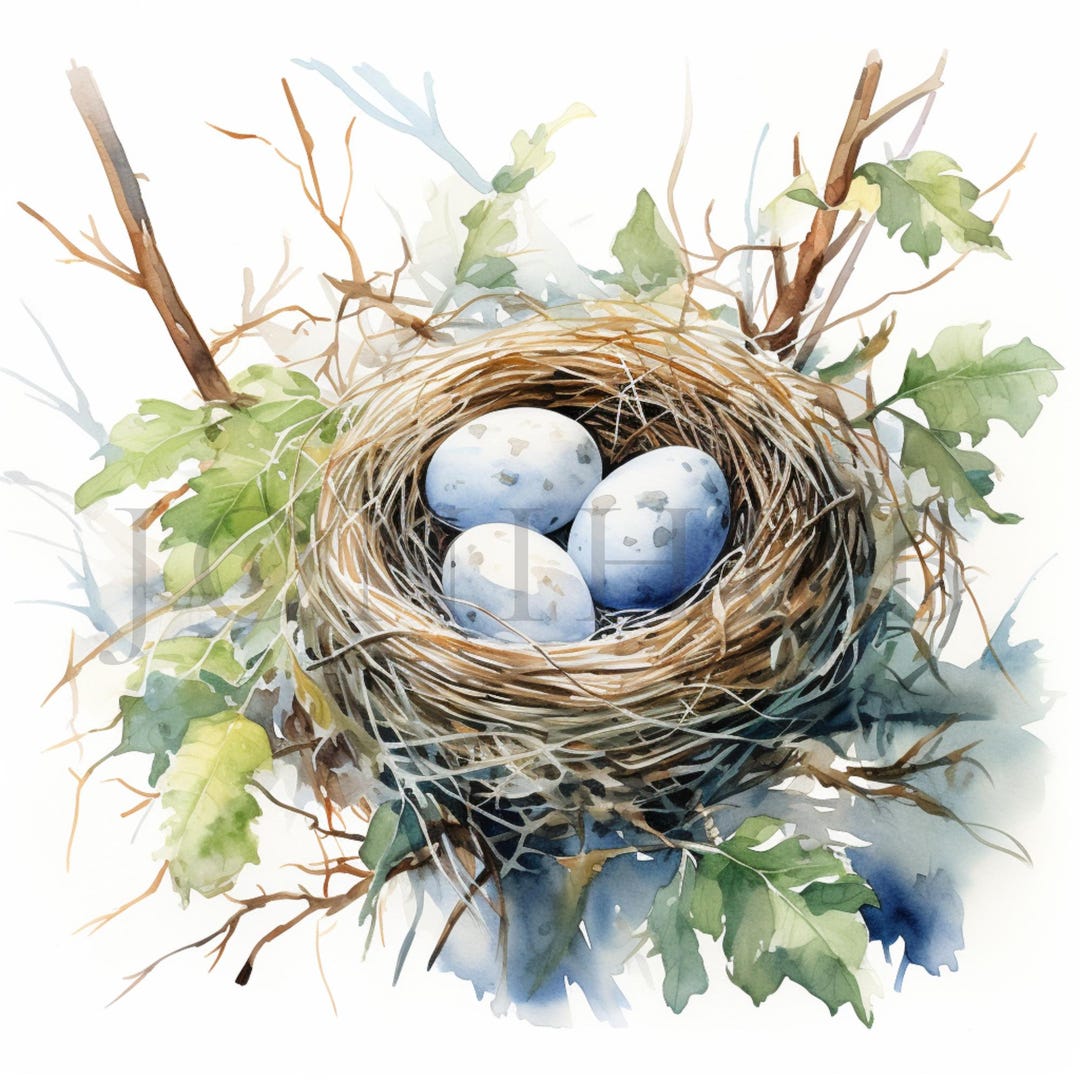 Bird Nest Clipart | 10 High Quality Jpgs | Digital Download ...