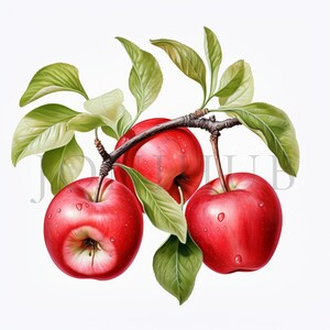 Apple Branches Clipart 10 High Quality Jpgs Digital Download Watercolor ...