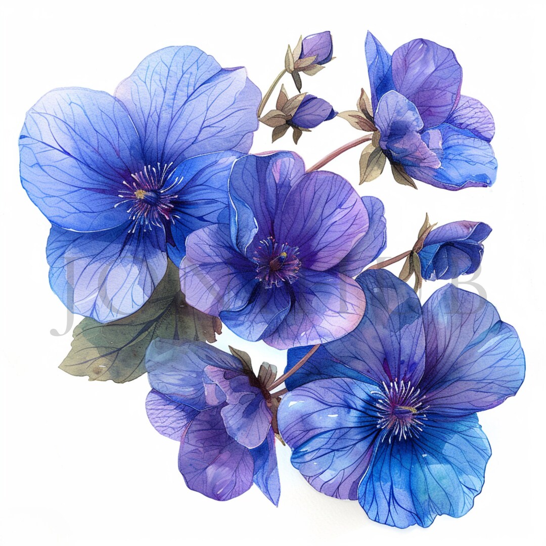 Violets Clipart | 10 High Quality Jpgs | Digital Download | Floral ...