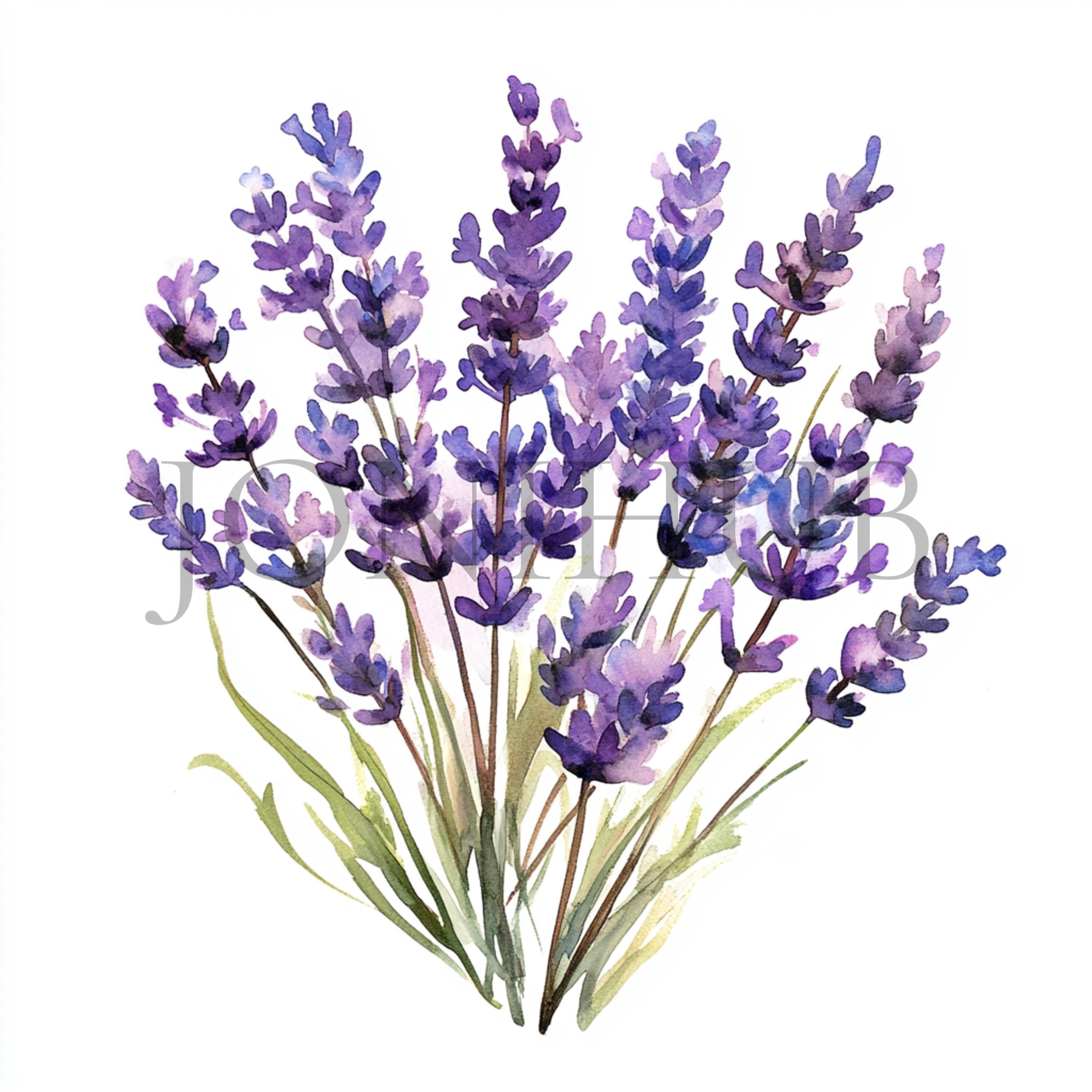 Lavender Clipart | 10 High Quality Jpg's | Digital Download | Floral ...