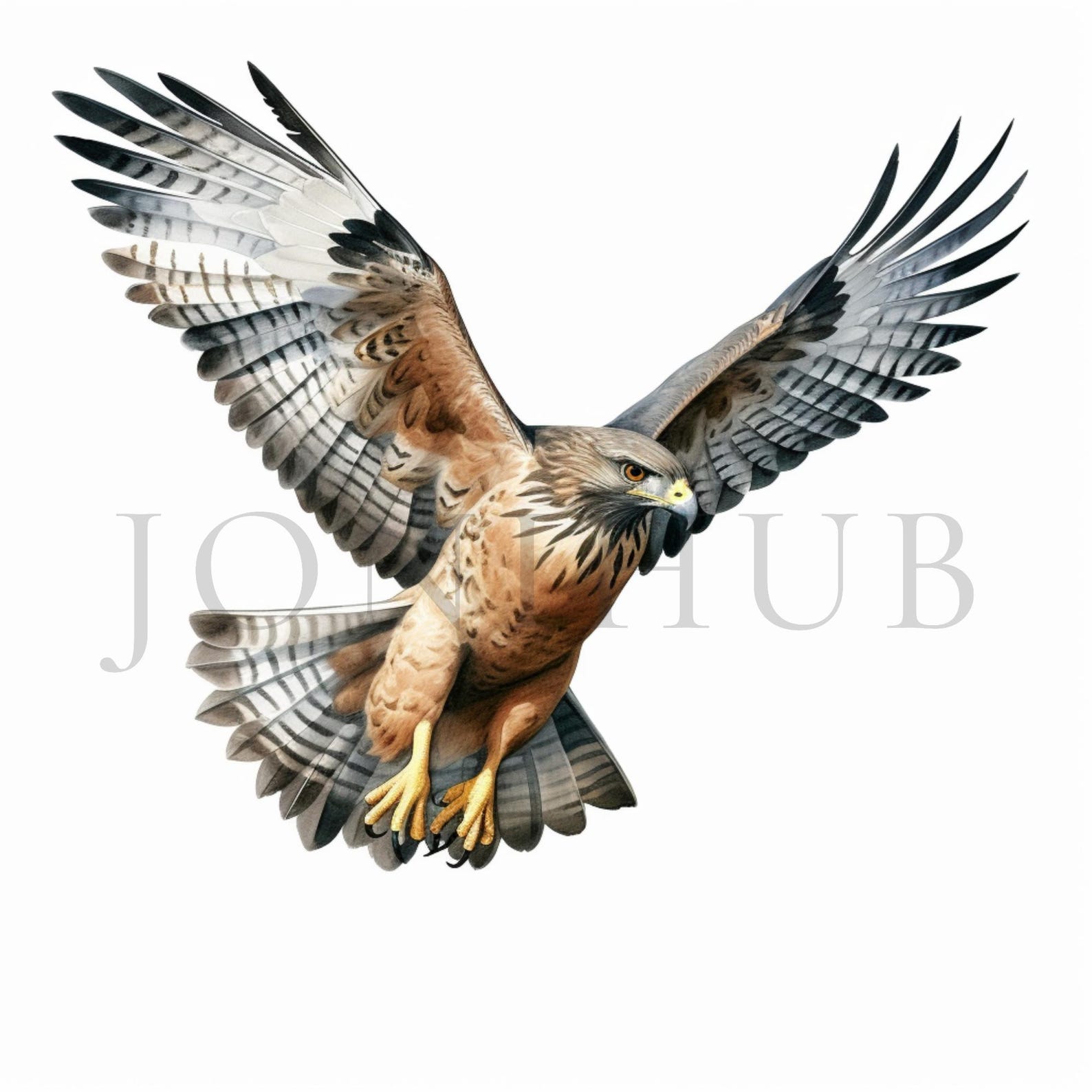 Cooper's Hawk Clipart | 10 High Quality Jpgs | Digital Download | Card ...