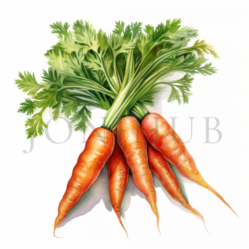 Watercolor Carrot Clipart 10 High Quality Jpg's Digital Download Food ...