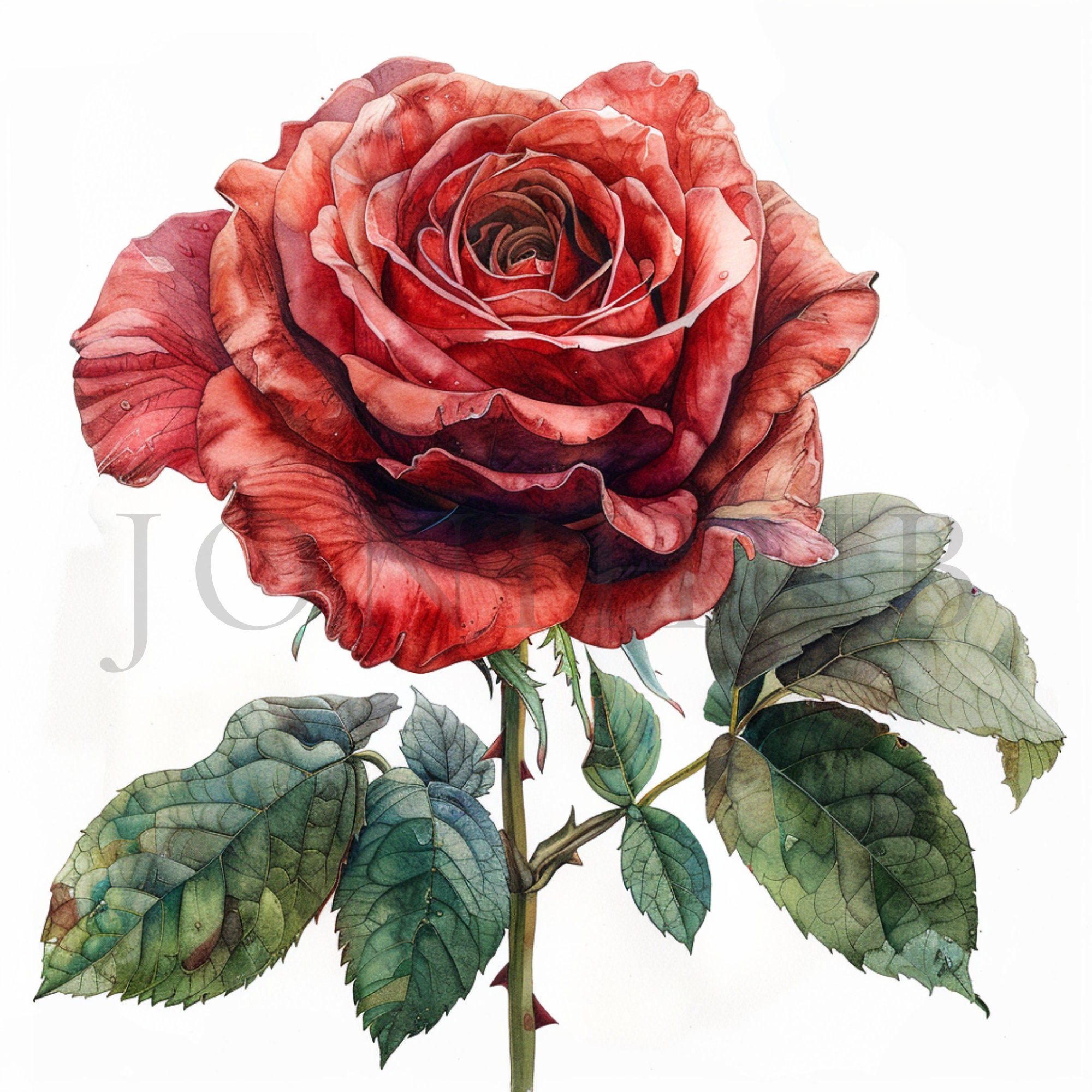 Watercolor Red Rose Clipart 10 High Quality Jpgs Digital Download Rose ...