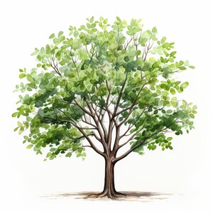 Black Walnut Trees Clipart | 10 High Quality Jpgs | Instant Digital ...