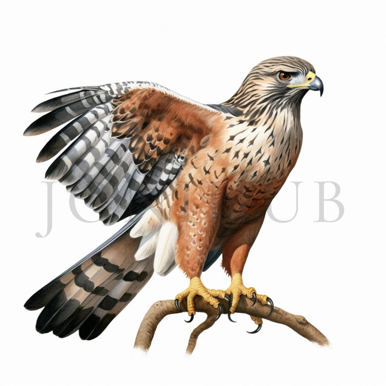 Cooper's Hawk Clipart | 10 High Quality Jpgs | Digital Download ...