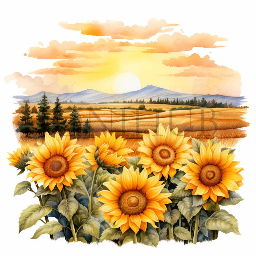 Sunflowers Fields Clipart | 10 High Quality Jpg's | Digital Download ...