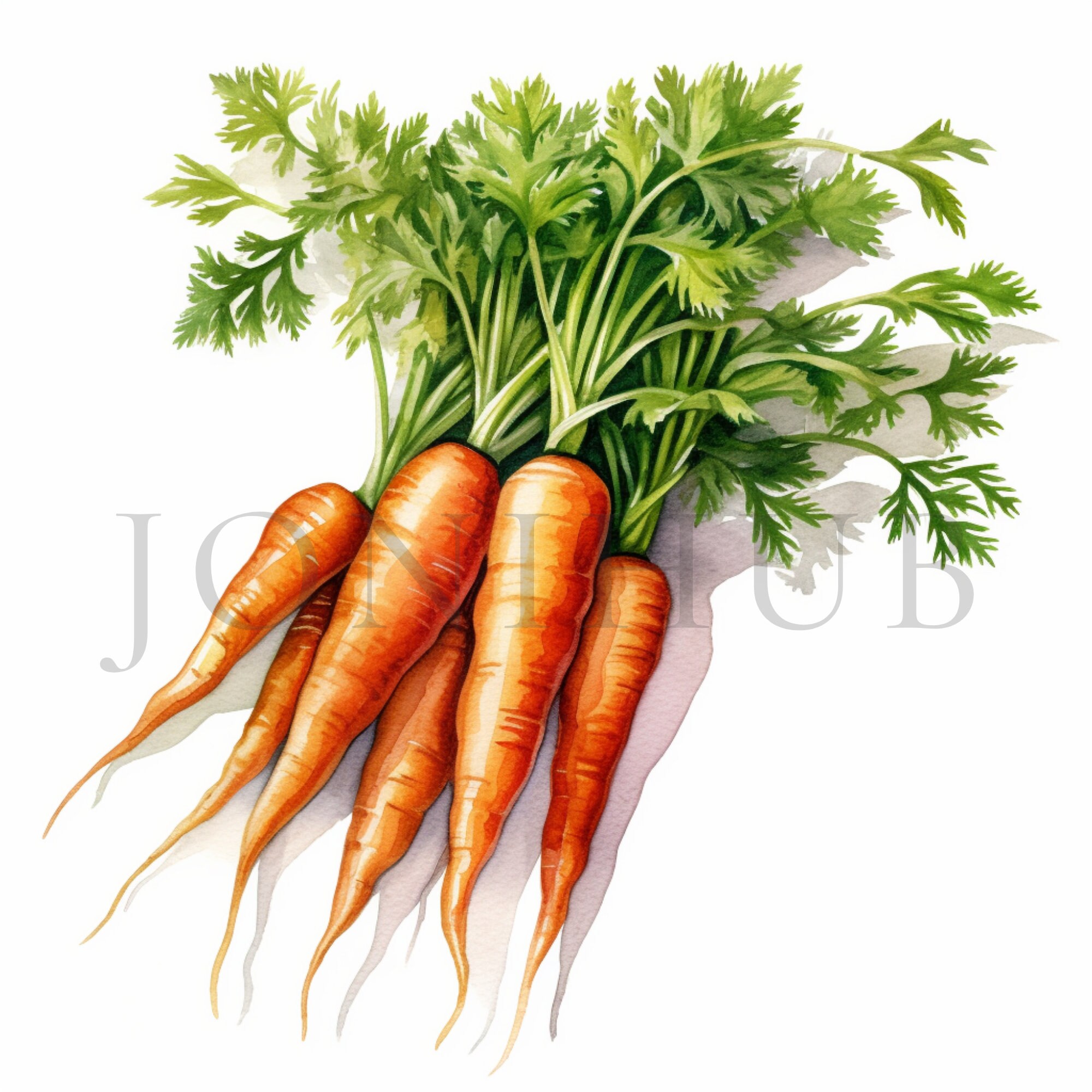 Watercolor Carrot Clipart | 10 High Quality Jpg's | Digital Download ...