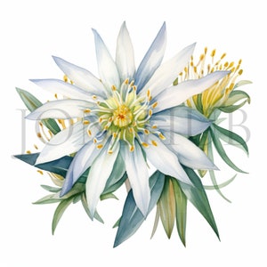 Edelweiss Clipart | 10 High Quality Jpg's | Digital Download | Floral ...