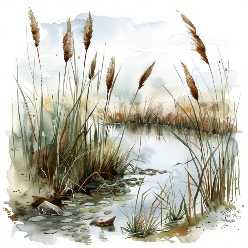 Watercolor Cattails and Reeds in Water Pond Clipart 10 High Quality ...