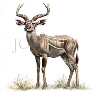 Great Kudu Antelope Clipart | 10 High Quality Jpg's | Digital Download ...