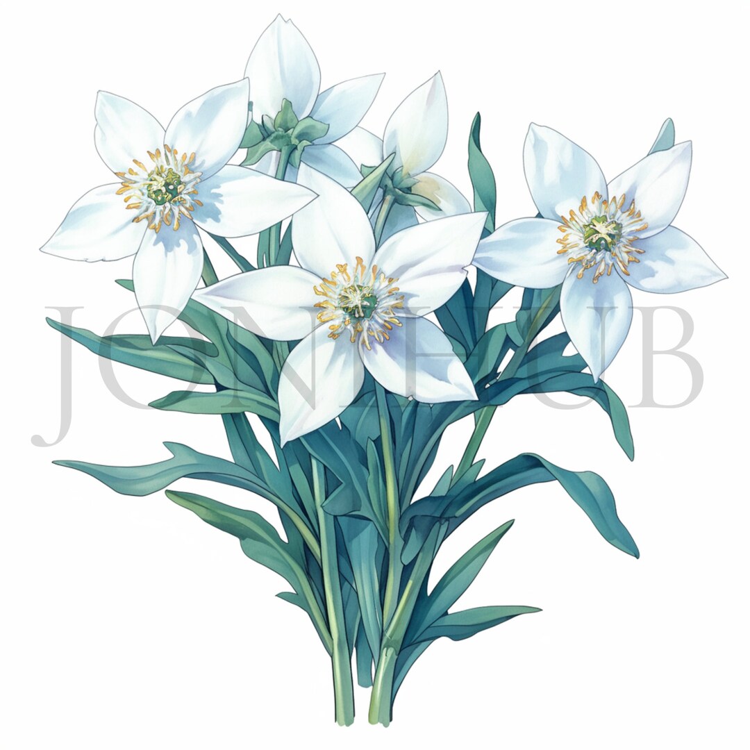 Edelweiss Clipart | 10 High Quality Jpg's | Digital Download | Digital ...