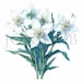 Edelweiss Clipart | 10 High Quality Jpg's | Digital Download | Digital ...