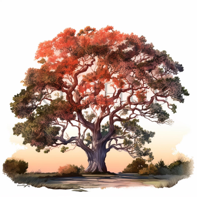 Oak at Sunset Clipart 10 High Quality Jpg's Digital Download Landscape ...