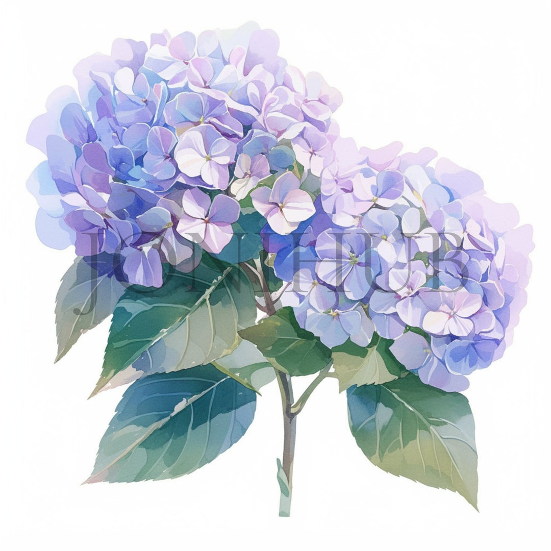 Hydrangea Clipart | 10 High Quality Jpg's | Digital Download ...