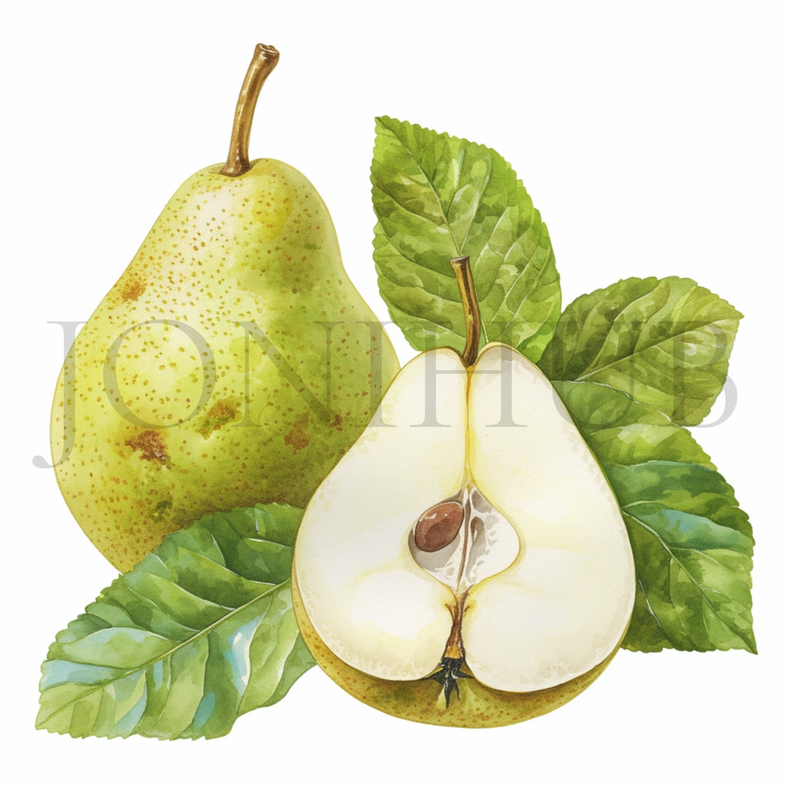 Pear Clipart | 10 High Quality Jpg's | Digital Download | Fresh Fruit ...