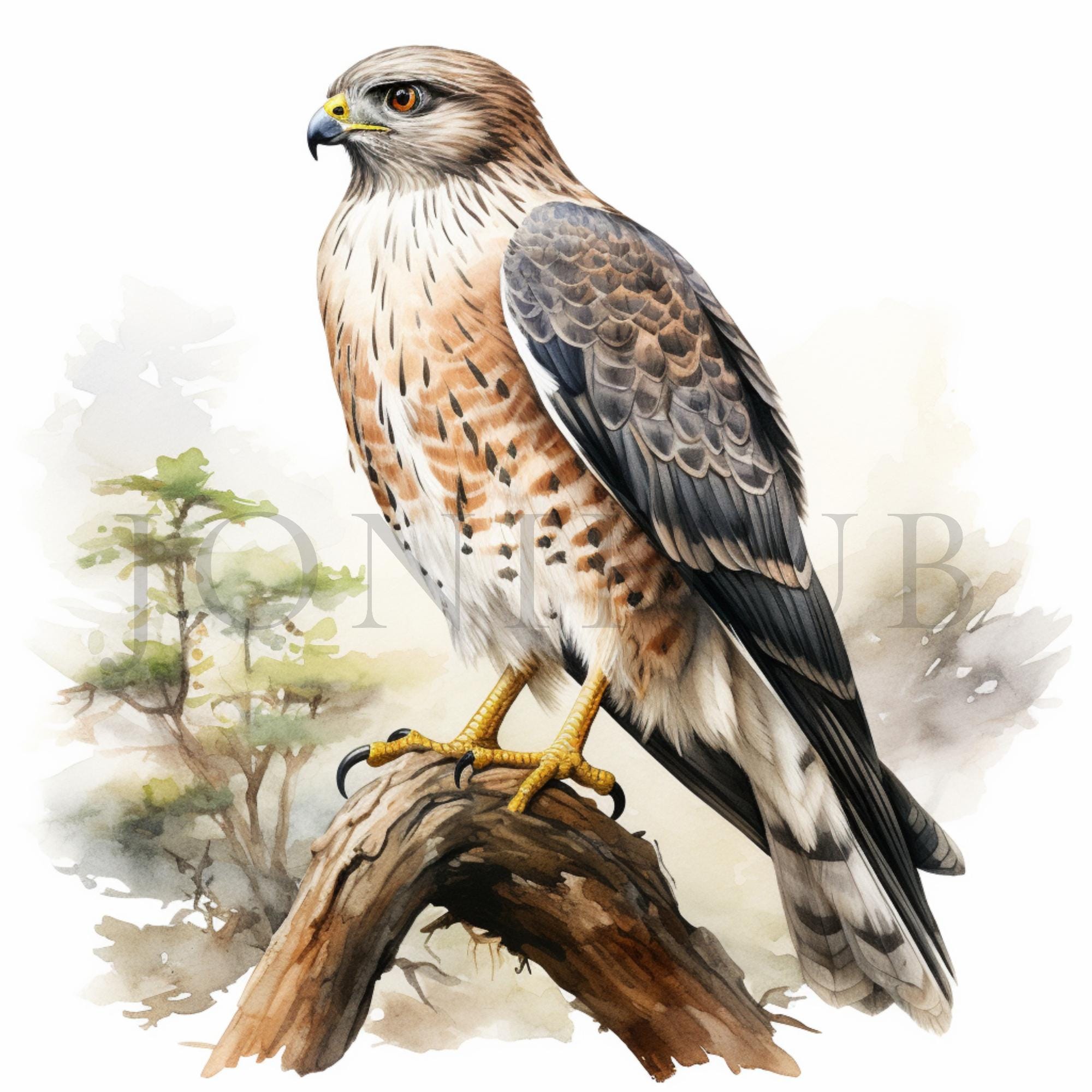 Cooper's Hawk Clipart | 10 High Quality Jpgs | Digital Download ...