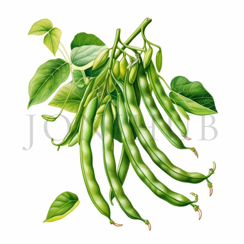 Green Beans Clipart | 10 High Quality Jpgs | Digital Download | Paper ...