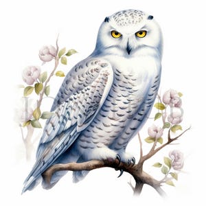 Snowy Owl Clipart | 10 High Quality Jpgs | Instant Digital Download ...