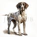 English Pointer Clipart | 10 High Quality Jpgs | Digital Download ...