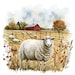 Farmyard Sheep Clipart | 10 High Quality Jpg's | Digital Download ...