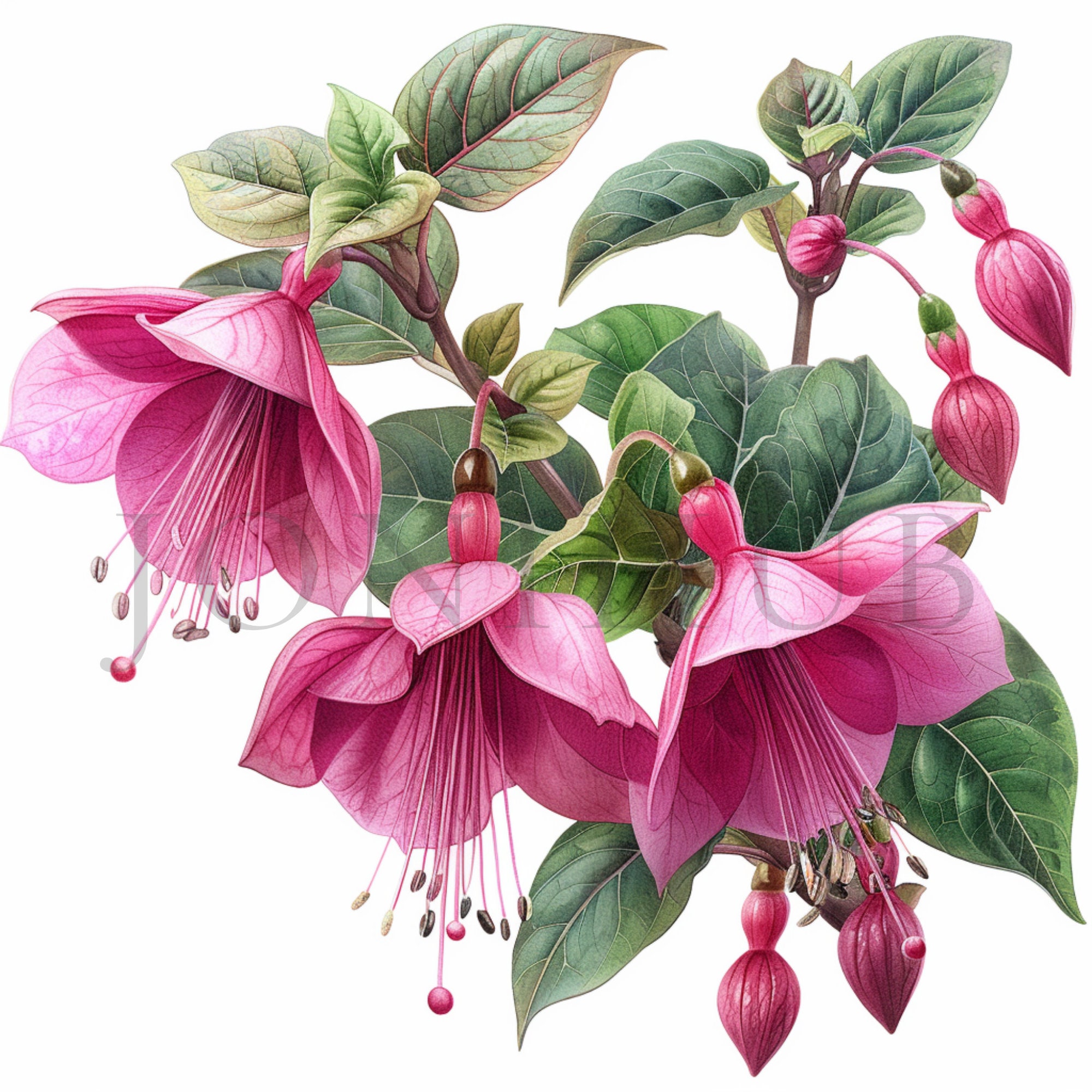 Fuchsia Clipart | 10 High Quality Jpgs | Digital Download | Card Making ...