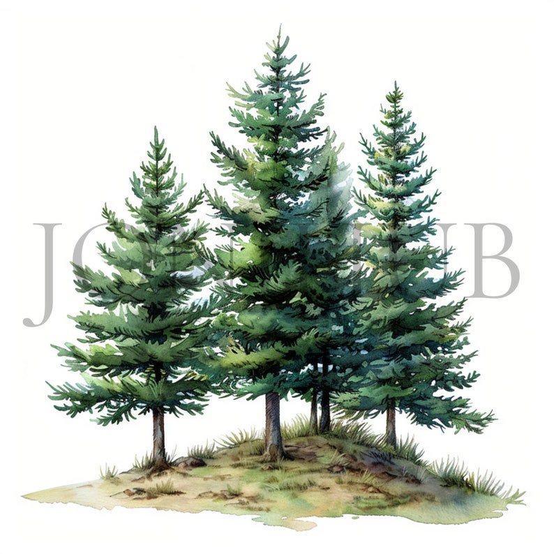 Fir Trees Clipart 10 High Quality Jpg's Digital Download Fir Tree ...