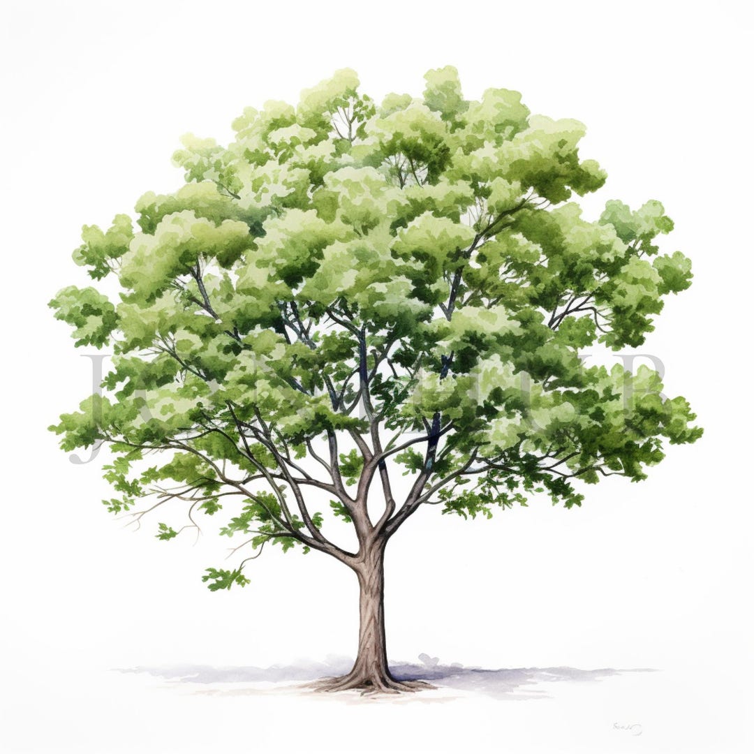 Black Walnut Trees Clipart | 10 High Quality Jpgs | Instant Digital ...
