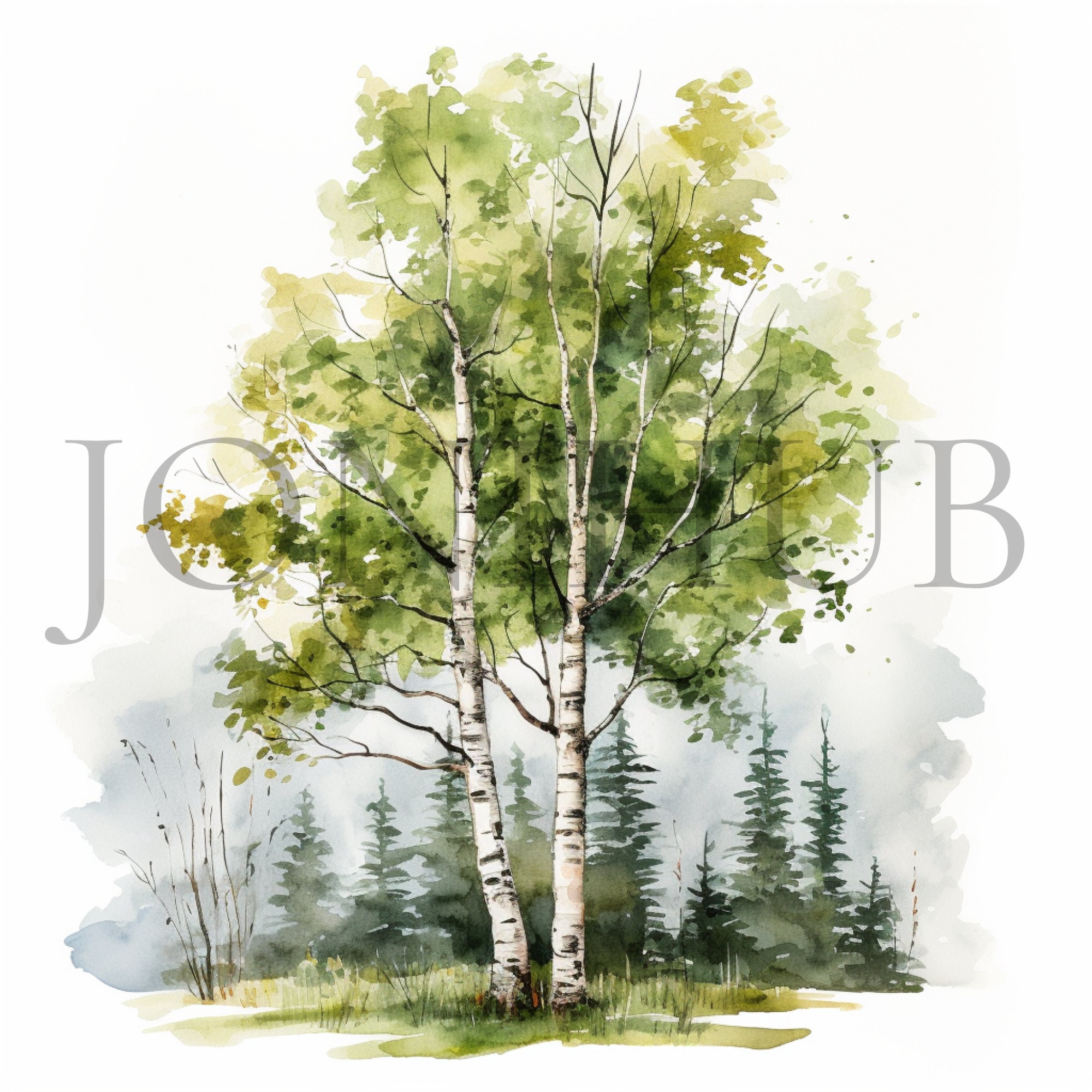 Forest Birch Trees Clipart 10 High Quality Jpg's Digital Download Birch ...