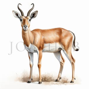 Thomson Gazelle Clipart | 10 High Quality Jpgs | Digital Download ...