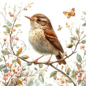 Vintage Wren Clipart | 10 High Quality Jpgs | Digital Download | Card ...