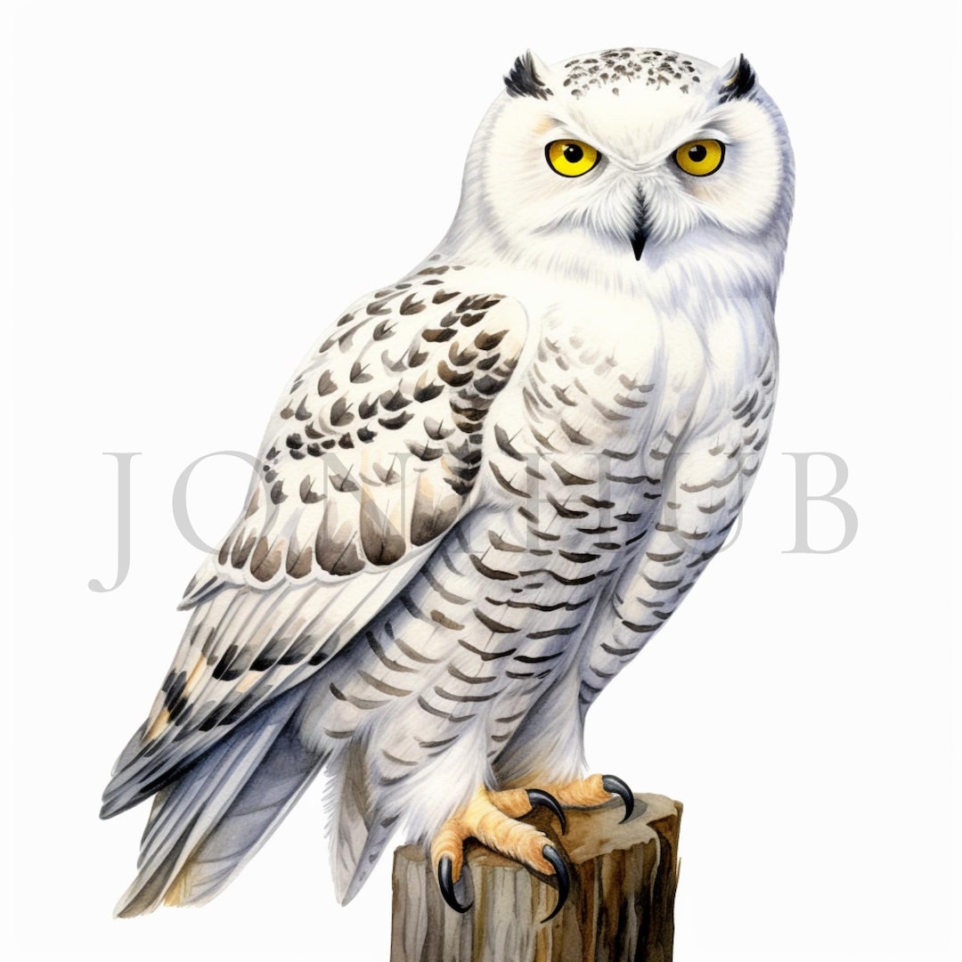 Snowy Owl Clipart | 10 High Quality Jpgs | Instant Digital Download ...