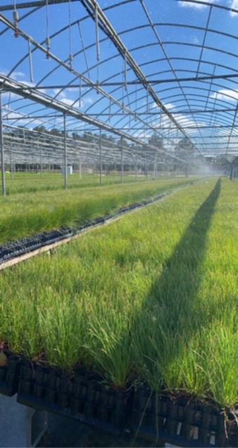 75 Longleaf Pine Seedlings - Etsy