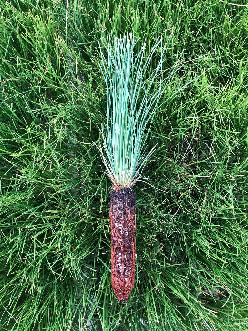 10 Longleaf Pine Seedlings - Etsy