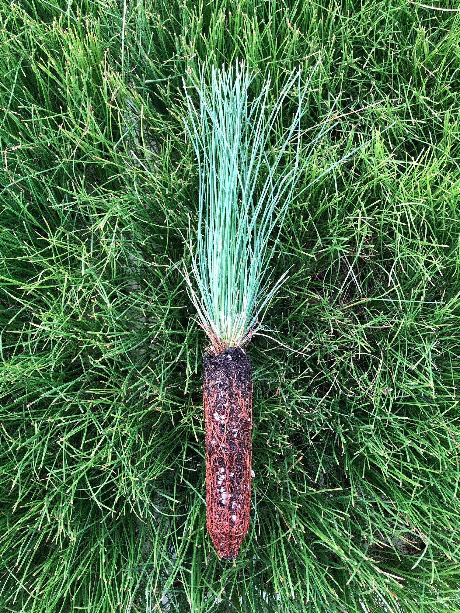 10 Longleaf Pine Seedlings - Etsy