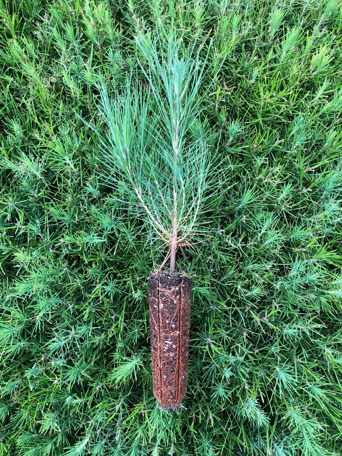 10 Loblolly Pine Seedlings - Etsy