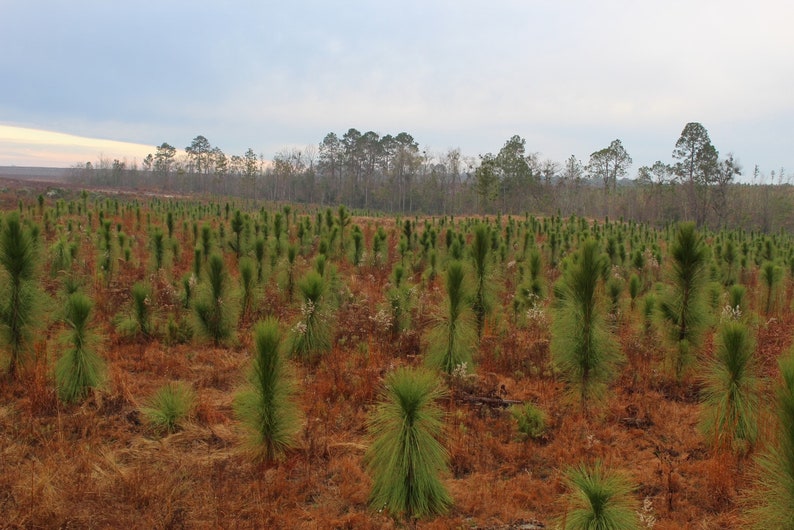 100 Longleaf Pine Seedlings - Etsy
