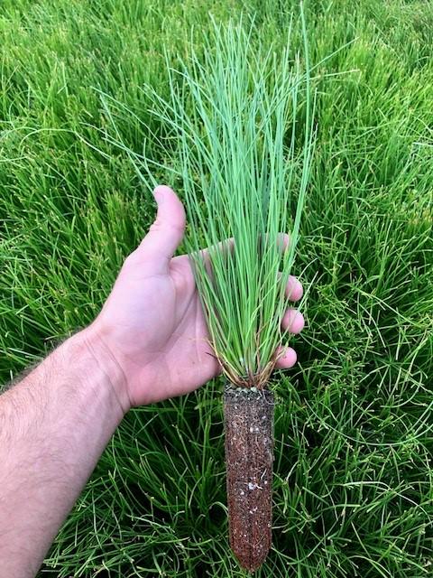 75 Longleaf Pine Seedlings - Etsy