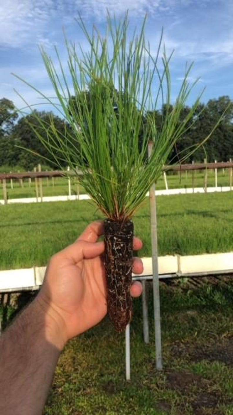 200 Longleaf Pine Seedlings - Etsy