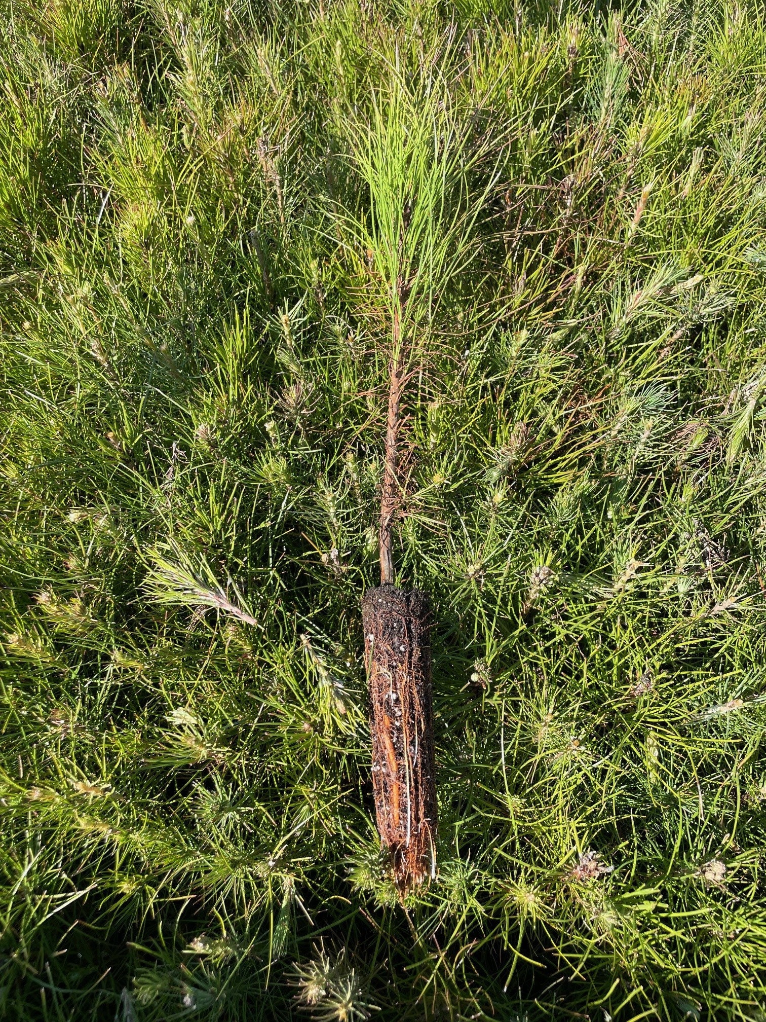 50 Slash Pine Seedlings - Etsy